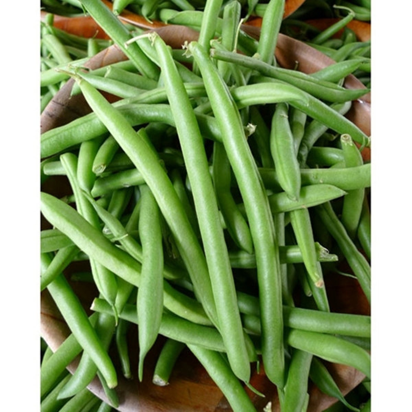 Half Runner Bean Seed, Heirloom, NON GMO, State Half Runner, 1 Lb., USA ...