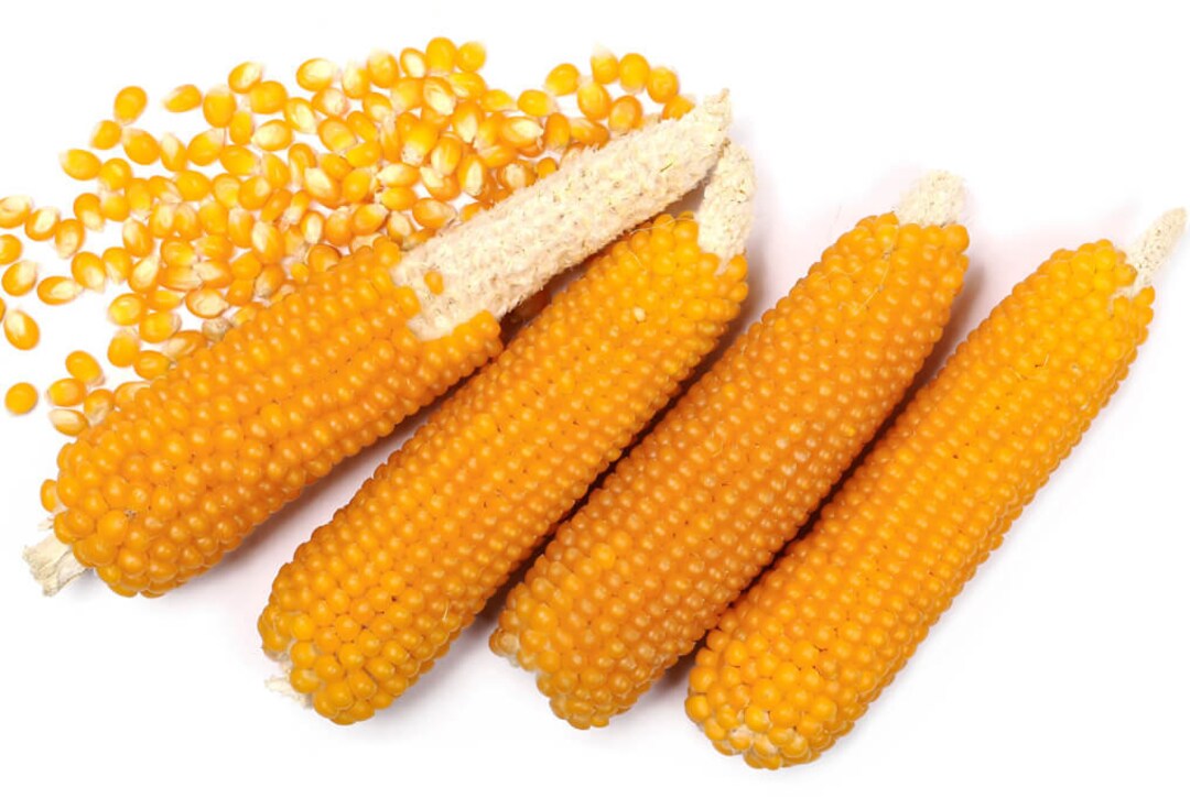Popcorn, South American Popcorn, Dynamite Popcorn, Heirloom, 1 Oz., 175 ...