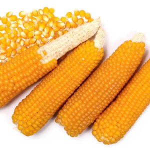 Popcorn, South American Popcorn, Dynamite Popcorn, Heirloom, 1 Oz., 175 ...