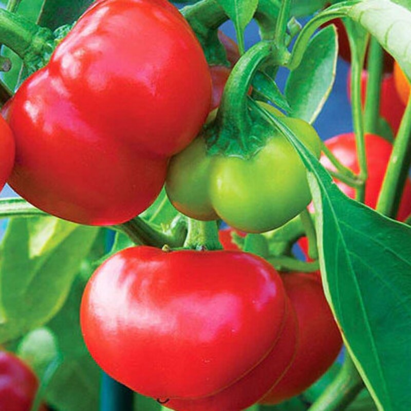 Pimento Pepper Plant - Etsy