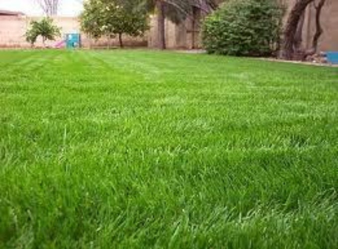 Annual Rye Grass Seed, (1 Lb. Pack), Grass Seed, Cool Season Gulf Rye ...