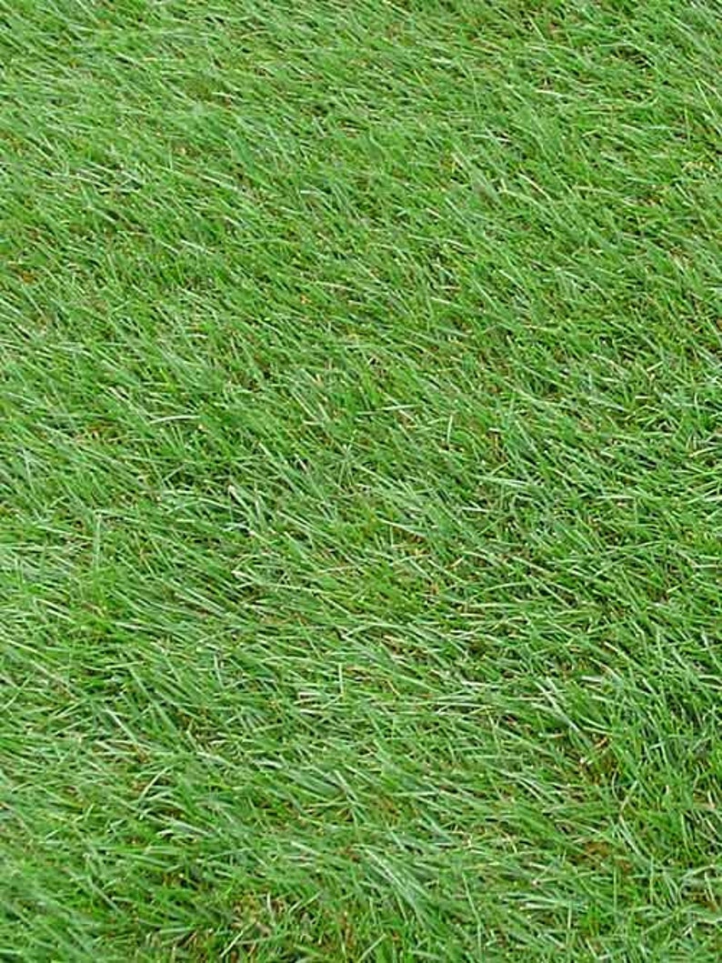 Kentucky Blue Grass Seed, (1 Lb. Pack), Kenblue, Lawn and Turfgrass ...