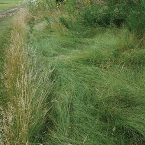 No Mow Lawn Grass Seed, Dwarf Fine Fescue Mix, Low Maintenance Lawn ...