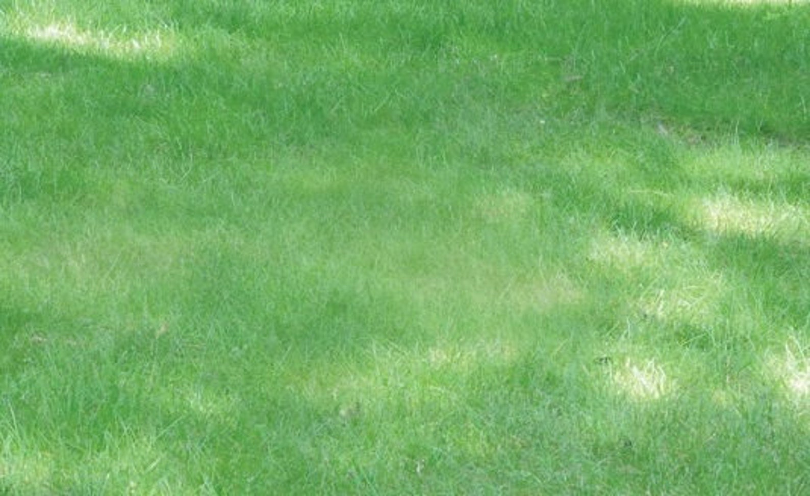 No Mow Lawn Grass Seed, Dwarf Fine Fescue Mix, Low Maintenance Lawn ...