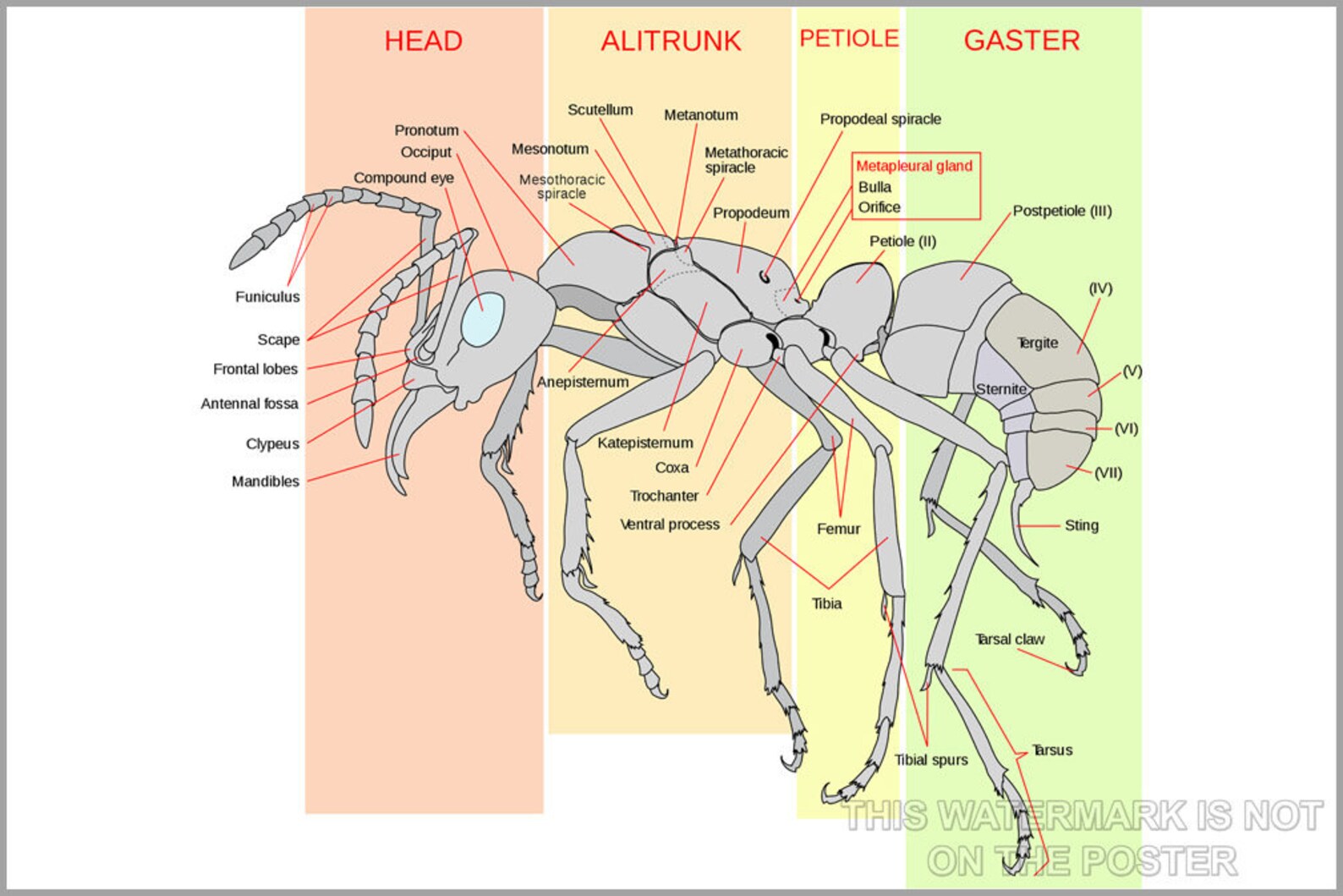 Poster Many Sizes Available Worker Ant Anatomy - Etsy