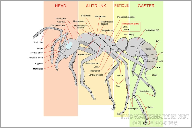 Poster, Many Sizes Available; Worker Ant Anatomy - Etsy