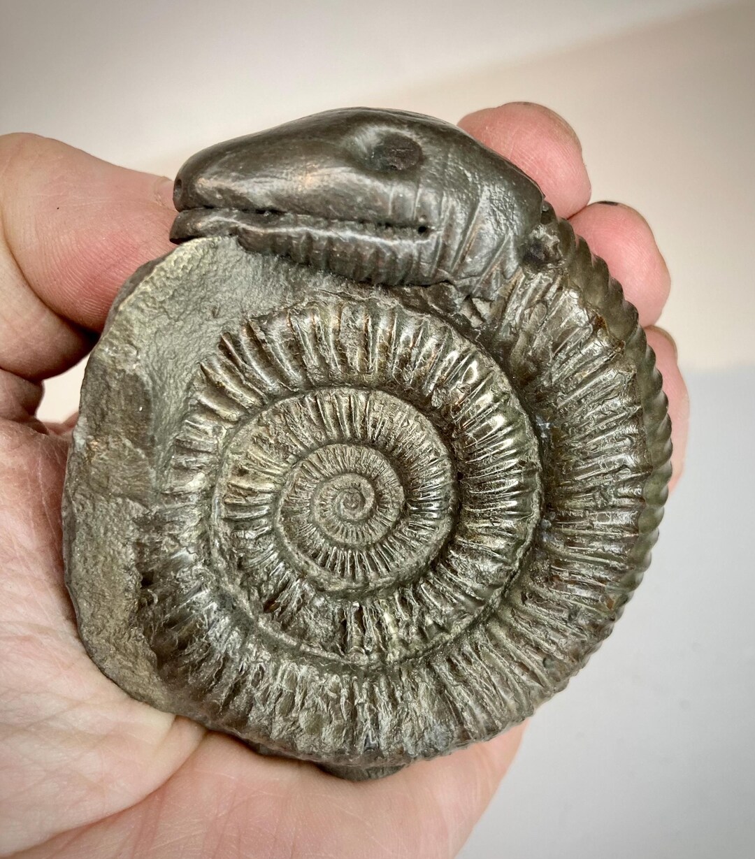 Ammonite Snakestone Fossil Pyrite Genuine Curiosity Whitby Yorkshire ...