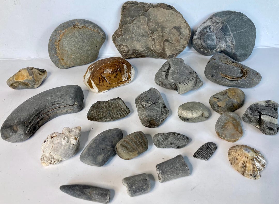 Fossil Starter Kit: Ammonites, Belemnites, Yorkshire Coast Finds - Etsy
