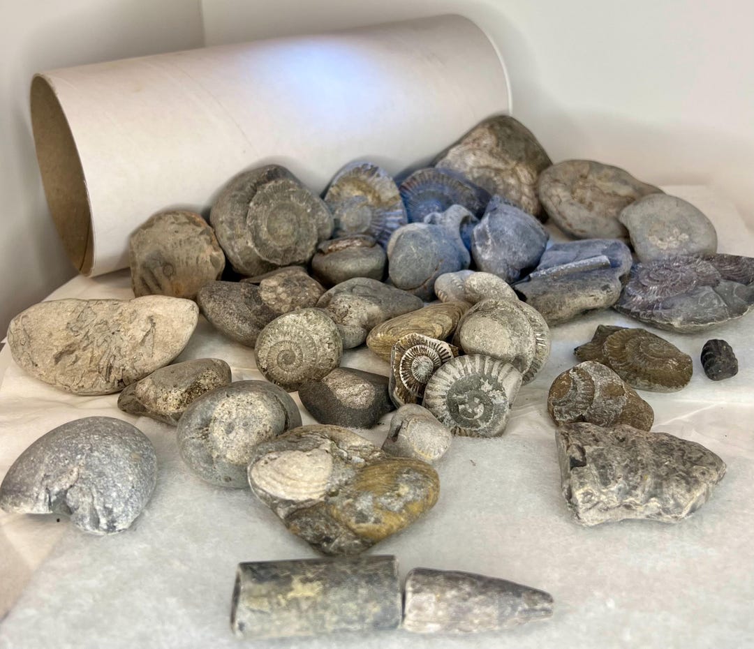 Whitby XL Fossils Kit 2.5kg: Ammonites, Belemnites, Bivalves ...