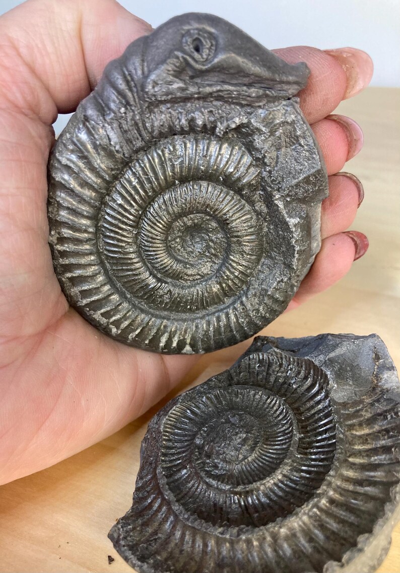 Ammonite Snakestone Split Fossil Pyrite Genuine Curiosity Whitby ...