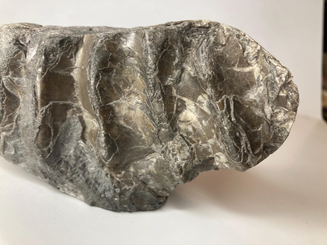 Large Bivalve Clam Fossil With Shell and Crystalisation Genuine Whitby ...