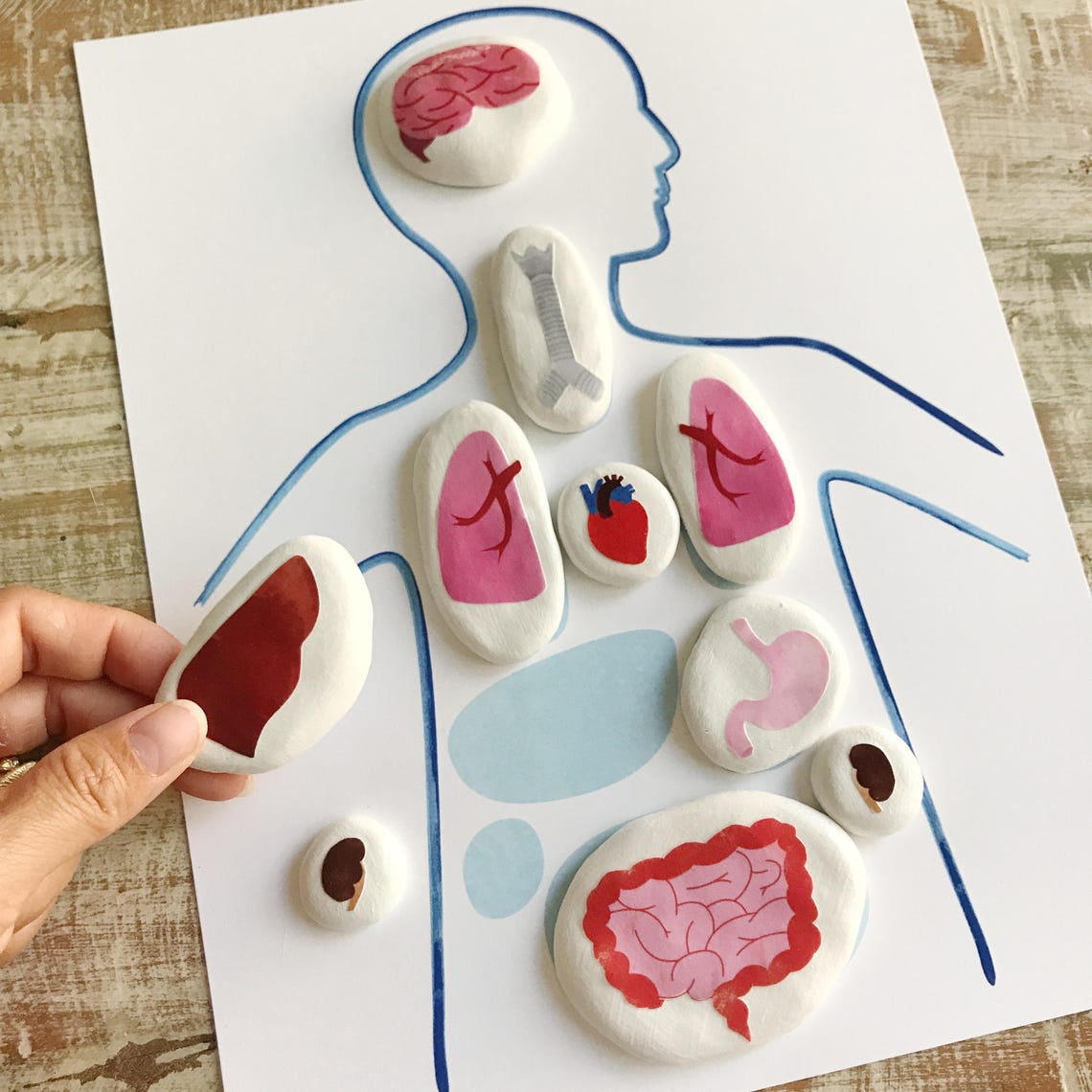 Montessori Internal Organs Matching Game DOWNLOADABLE PDF - Etsy