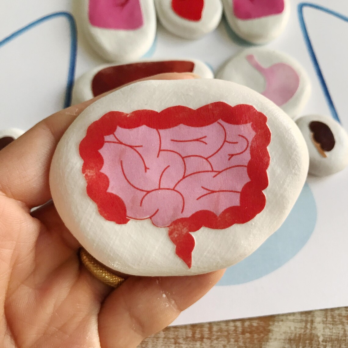 Montessori Internal Organs Matching Game DOWNLOADABLE PDF - Etsy Australia