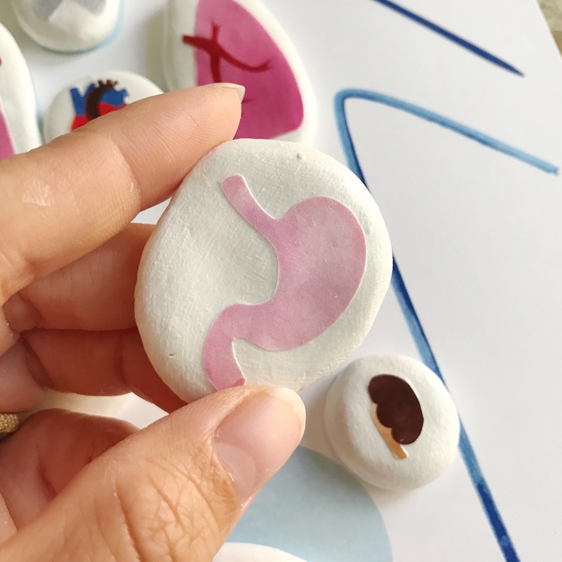 Montessori Internal Organs Matching Game DOWNLOADABLE PDF - Etsy