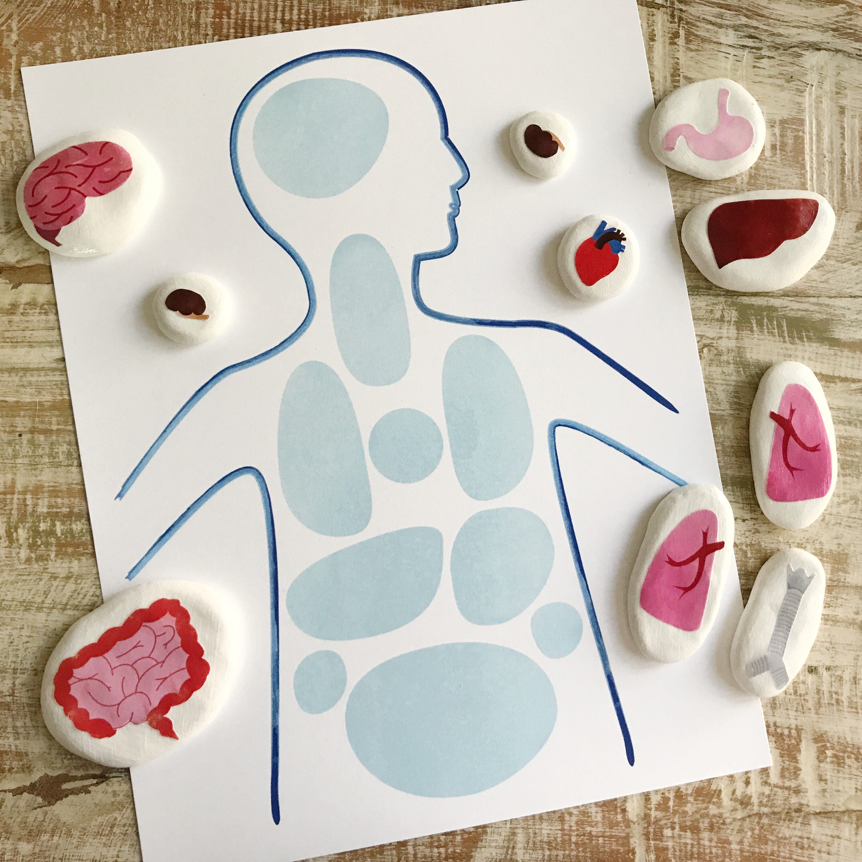 Montessori Internal Organs Matching Game DOWNLOADABLE PDF - Etsy