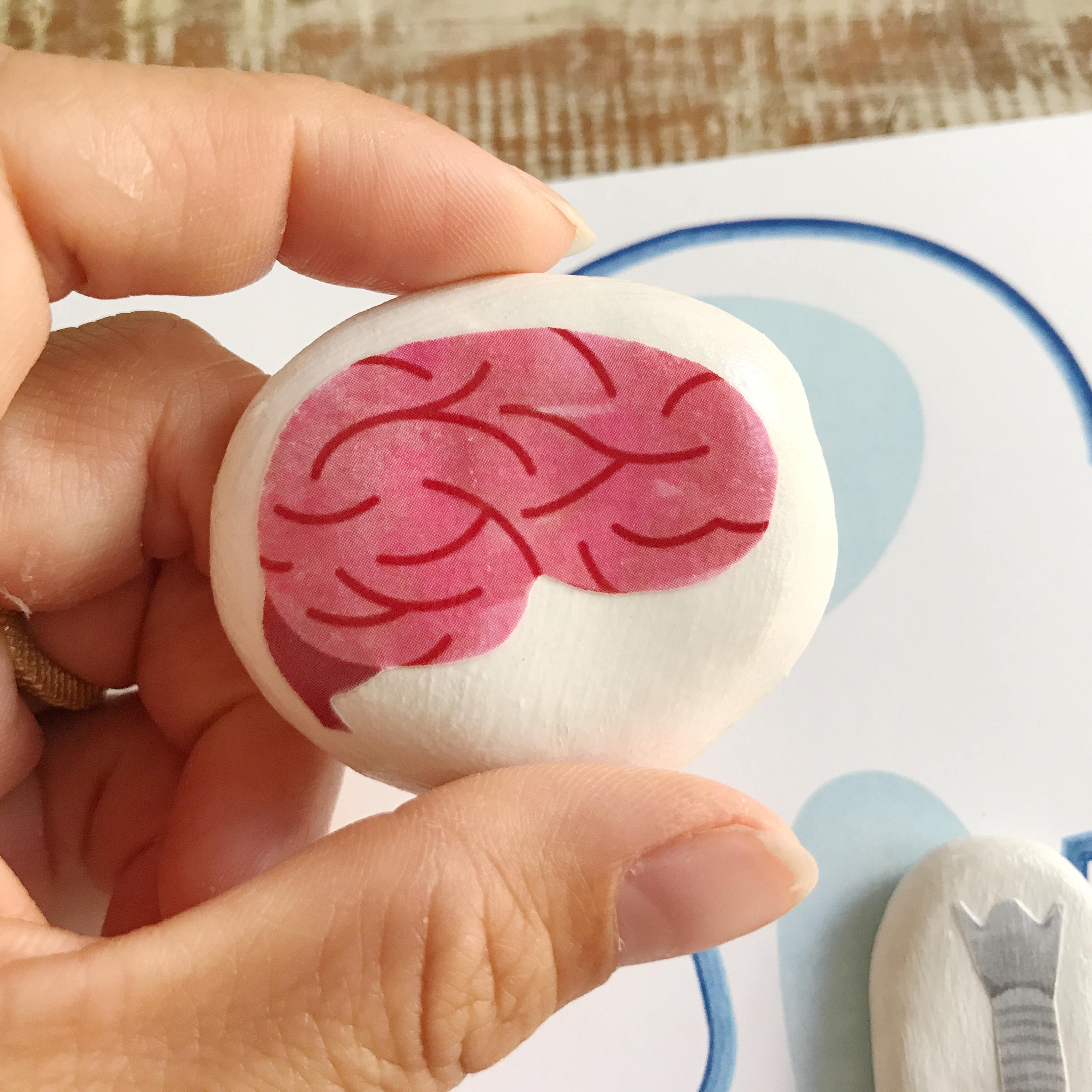 Montessori Internal Organs Matching Game DOWNLOADABLE PDF - Etsy