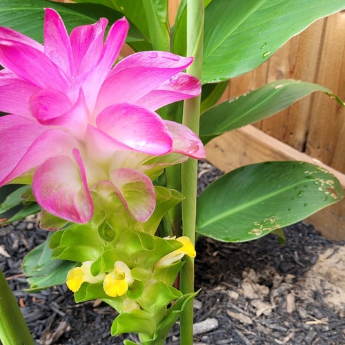 Curcuma ELATA Hidden Lily Ginger Flower Giant Plume Mature - Etsy