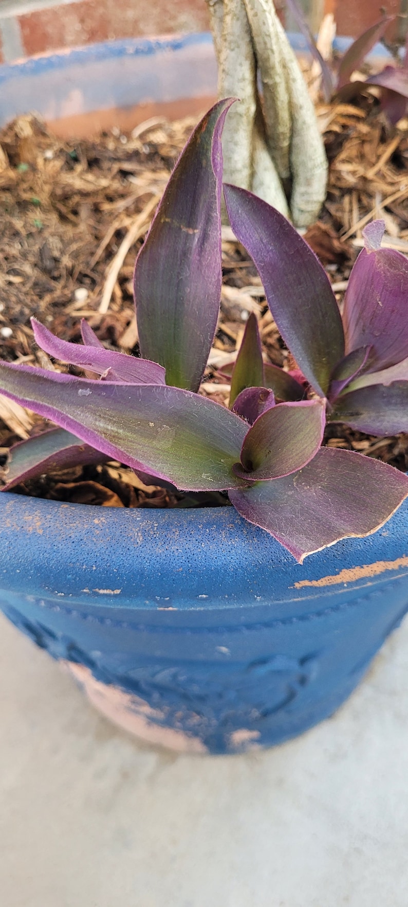 Purple Heart Plant Cuttings, Easy Rooting Purple Queen Secretia Foliage ...