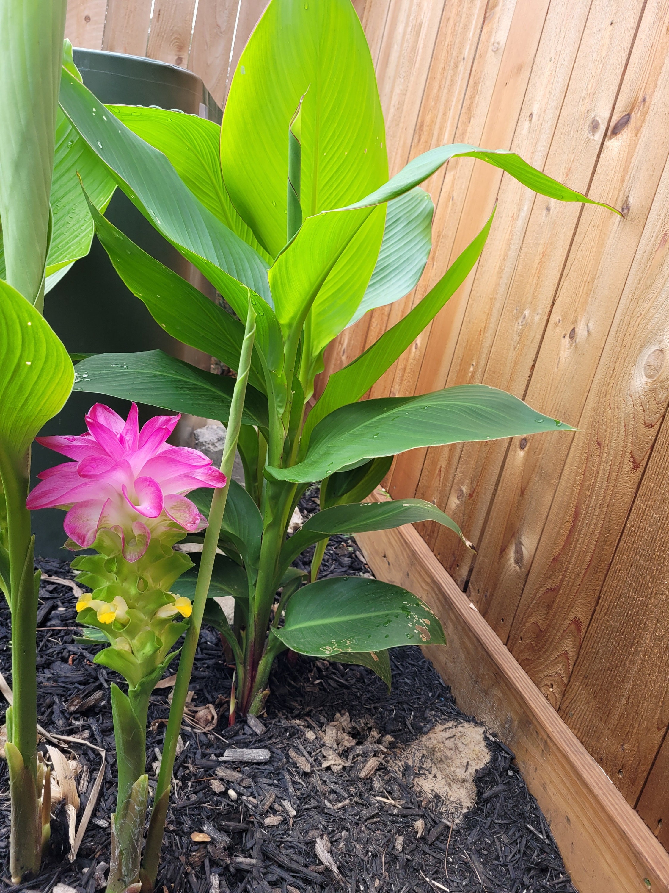 Curcuma ELATA Hidden Hawaiian Ginger Flower Giant Plume Mature Rhizome ...