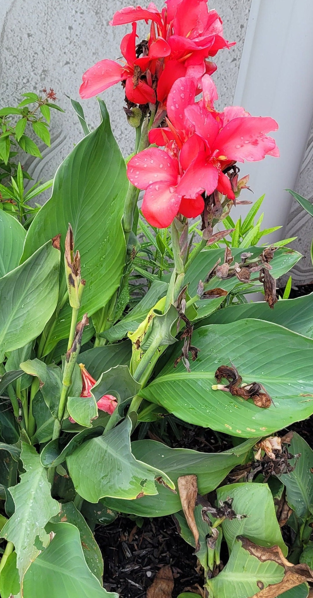 1 Pink Magic Canna Live Plant - Etsy