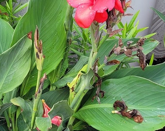 CANNA PINK LONGWOOD Plant for Garden and Pond | Free Shipping !! | Live ...