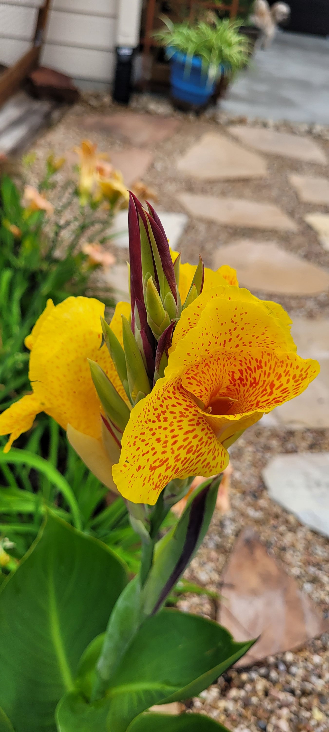 1 Cleopatra Canna Live Plant - Etsy