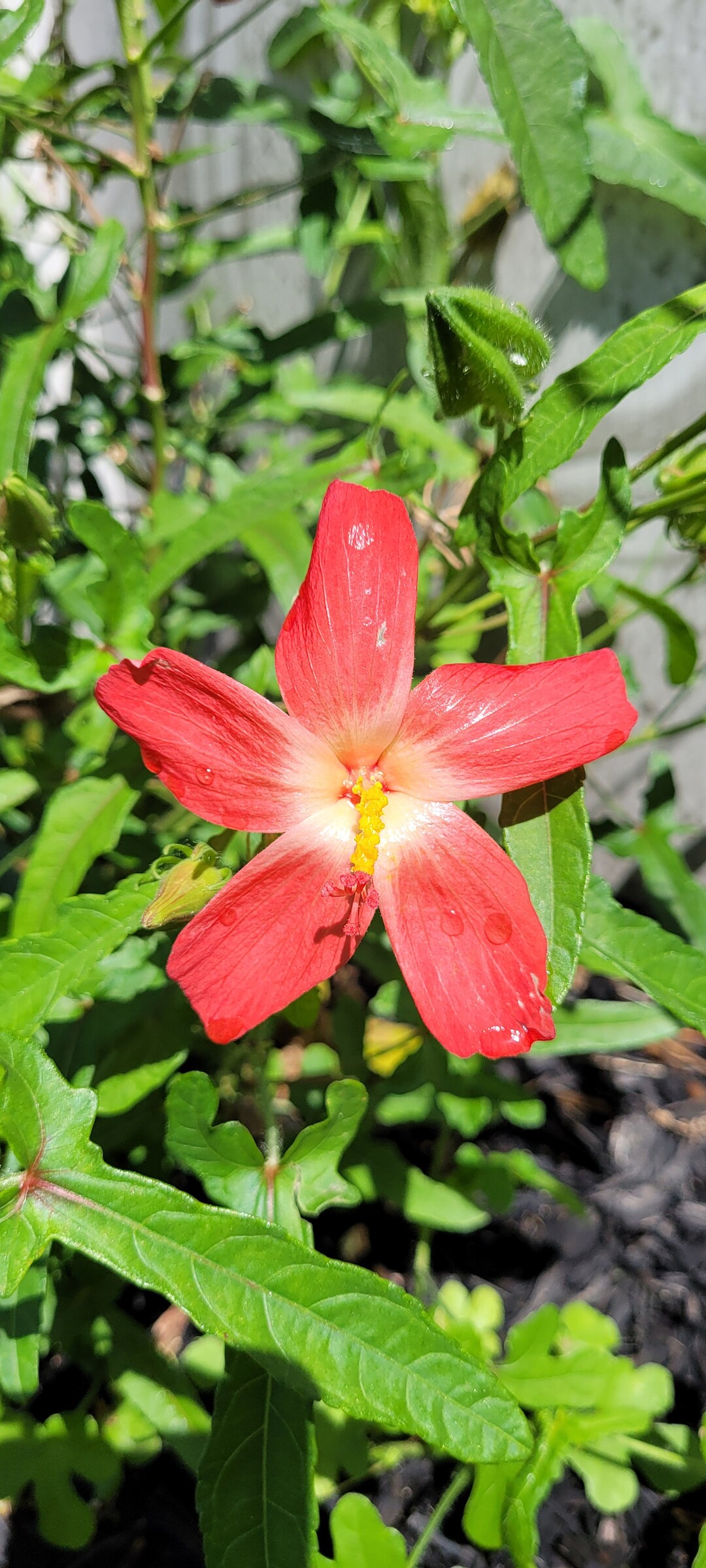 35 Pcs Seeds Hibiscus Abelmoschus Moschatus Ambrette Musk Mallow Flower ...