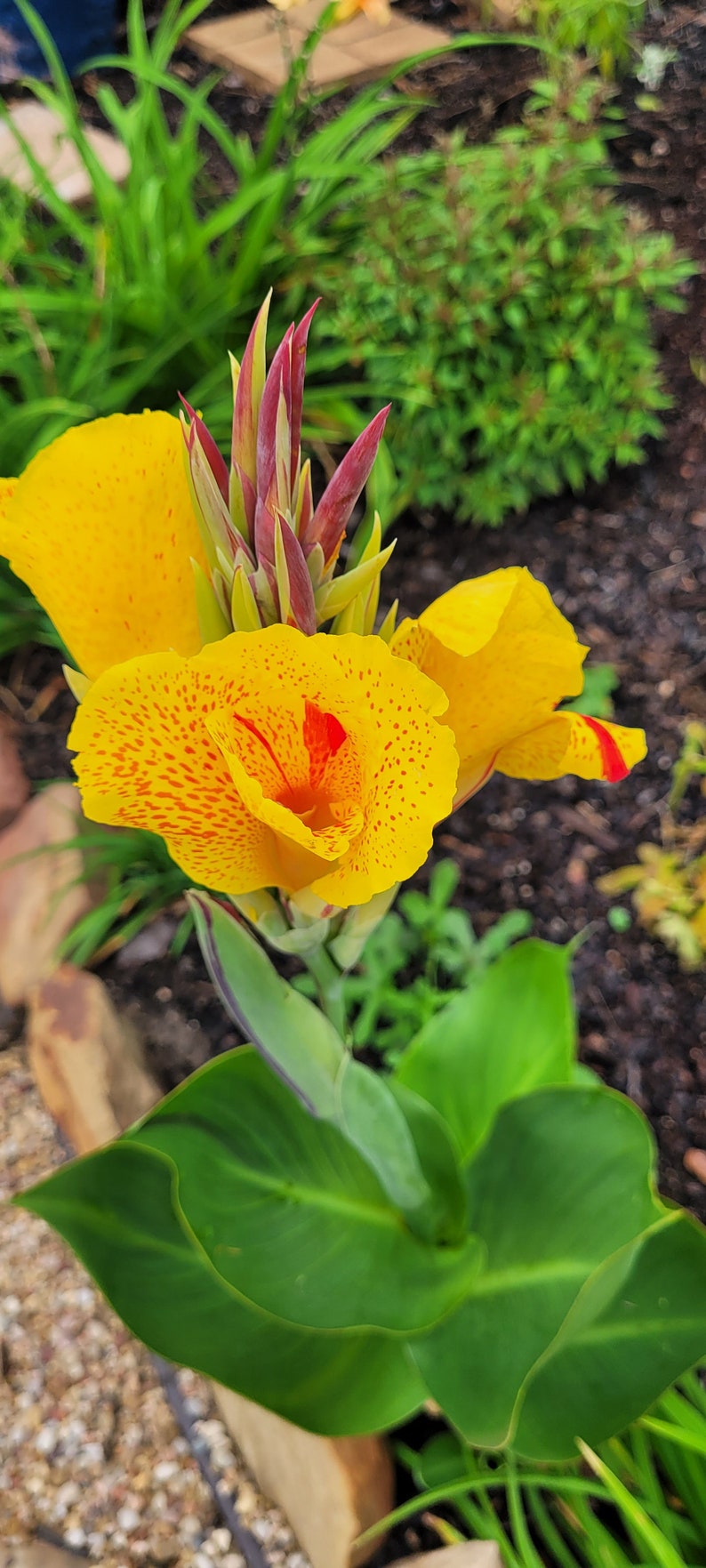 1 Cleopatra Canna Live Plant - Etsy