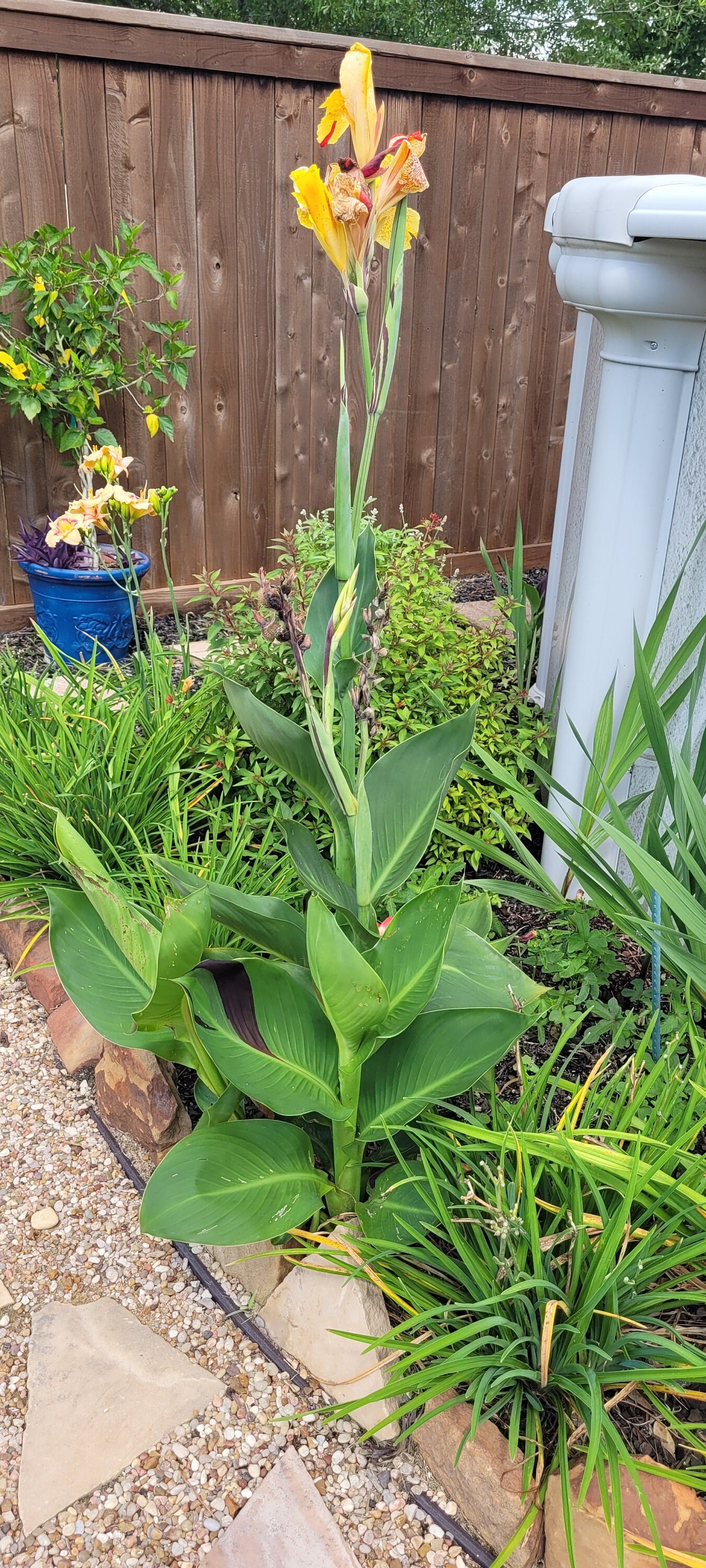 1 Cleopatra Canna Live Plant - Etsy