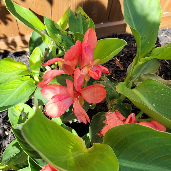 Pink Canna Lily - Etsy