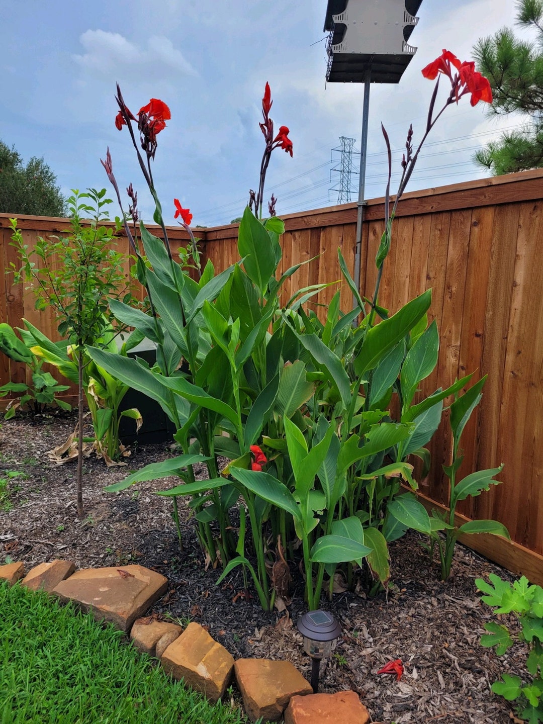 3 Red Canna Plants – Tall Green Foliage, Full Sun Bloomers - Etsy