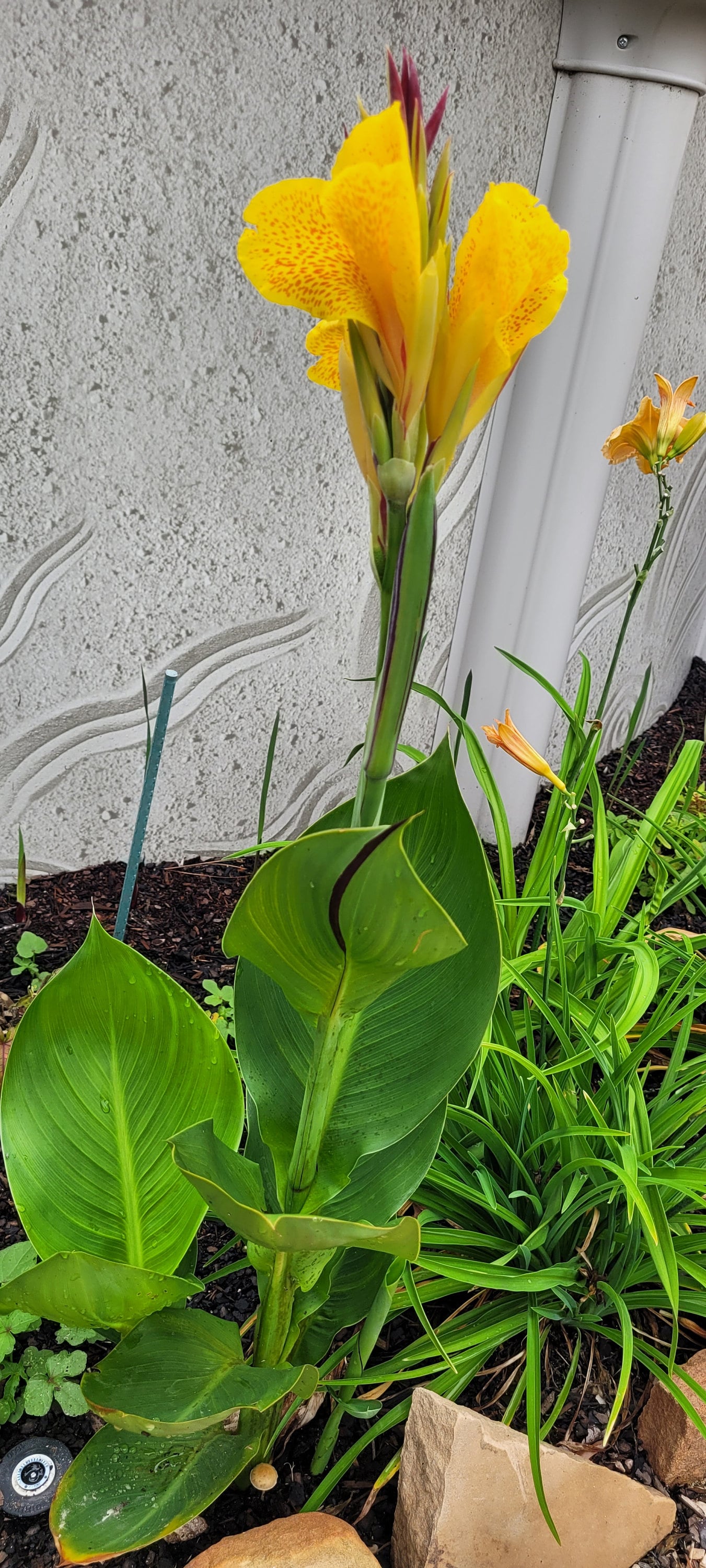 1 Cleopatra Canna Live Plant - Etsy