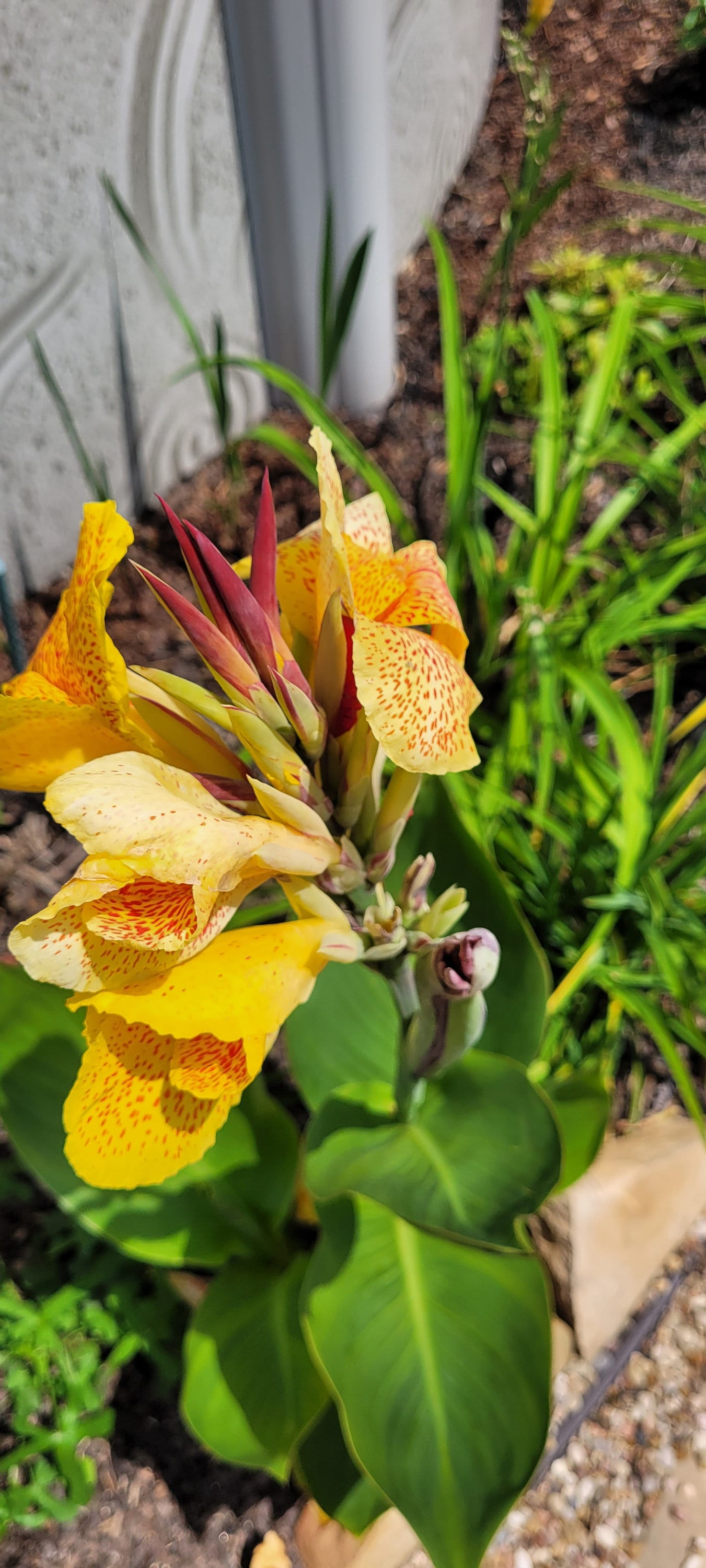 1 Cleopatra Canna Live Plant - Etsy