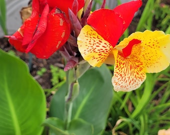 Lily Canna Cleopatra Variegated Leaf Bi Color Red and Yellow Flower ...