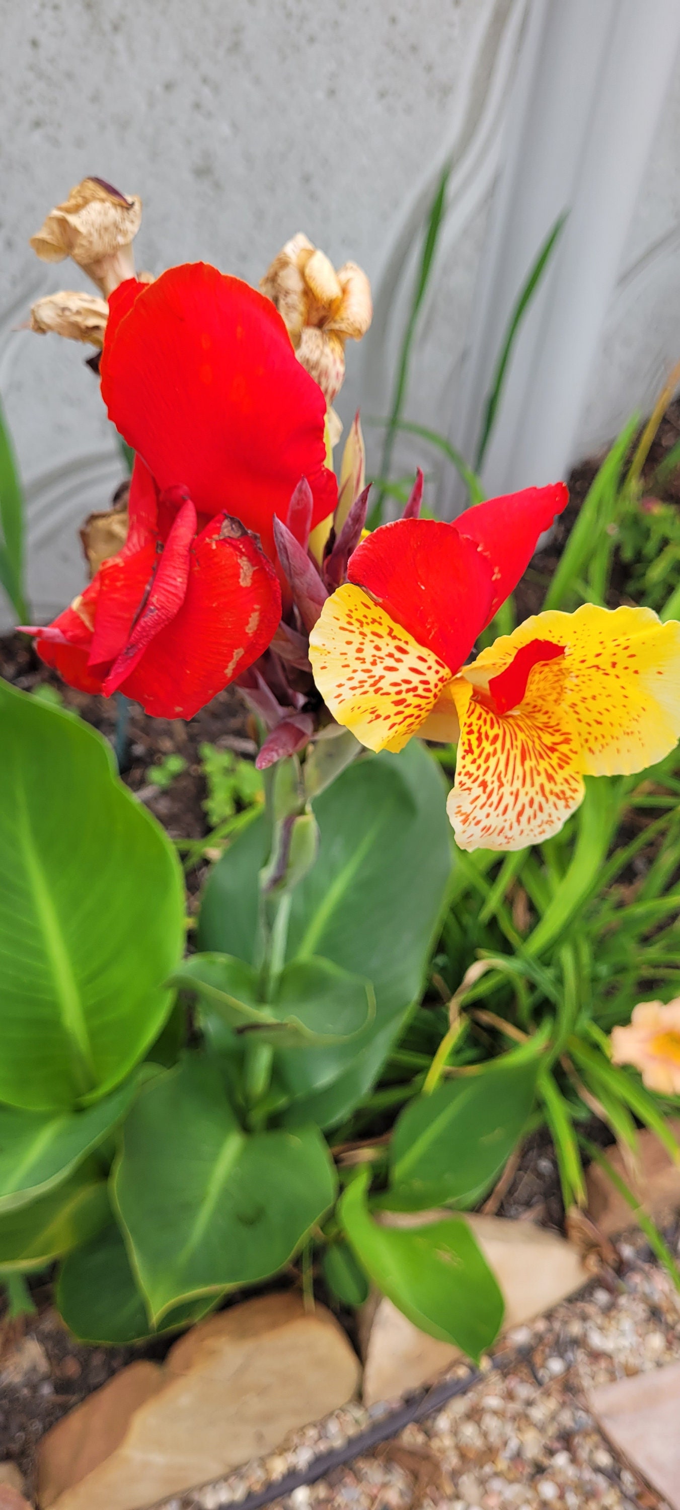 1 Cleopatra Canna Live Plant - Etsy