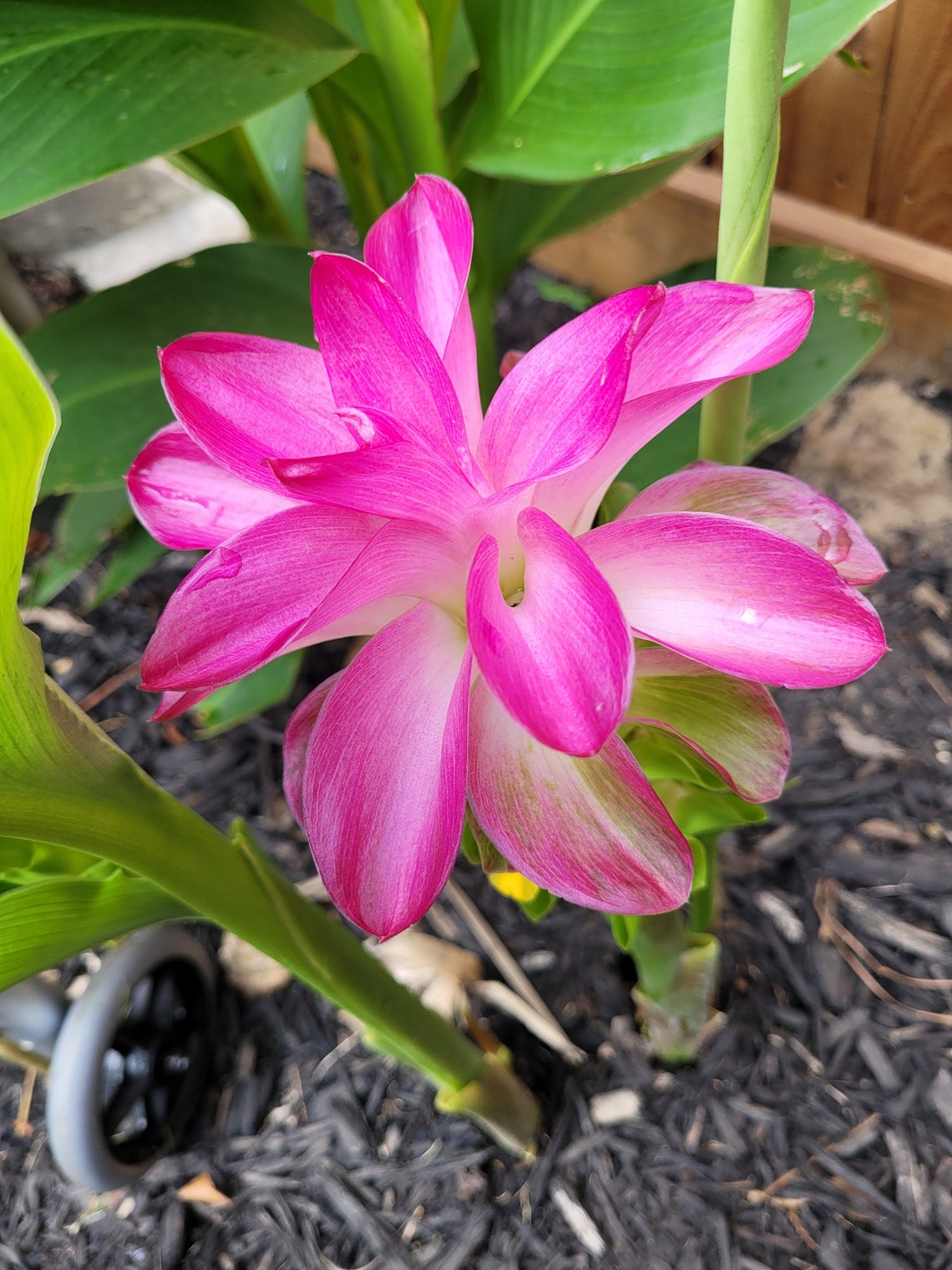 Curcuma ELATA Hidden Hawaiian Ginger Flower Giant Plume Mature Rhizome ...