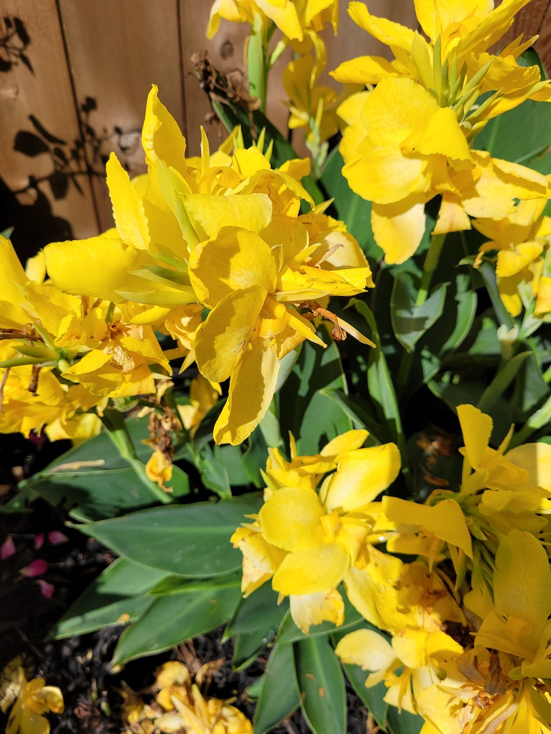 3 Yellow Cannas Live Plants - Etsy