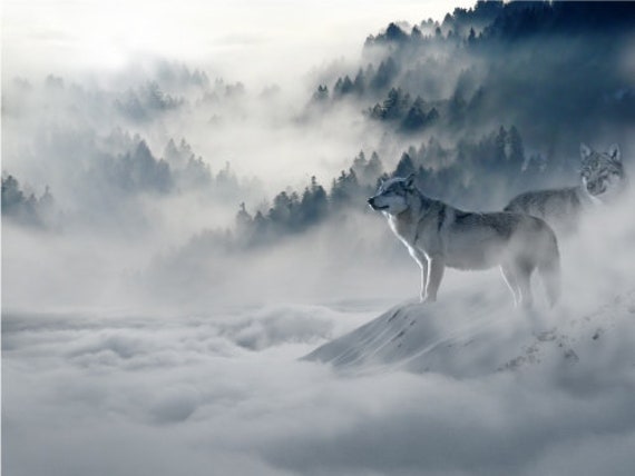 Wolf Snow Cold Winter Wolf Poster Print Paper OR Wall Vinyl | Etsy