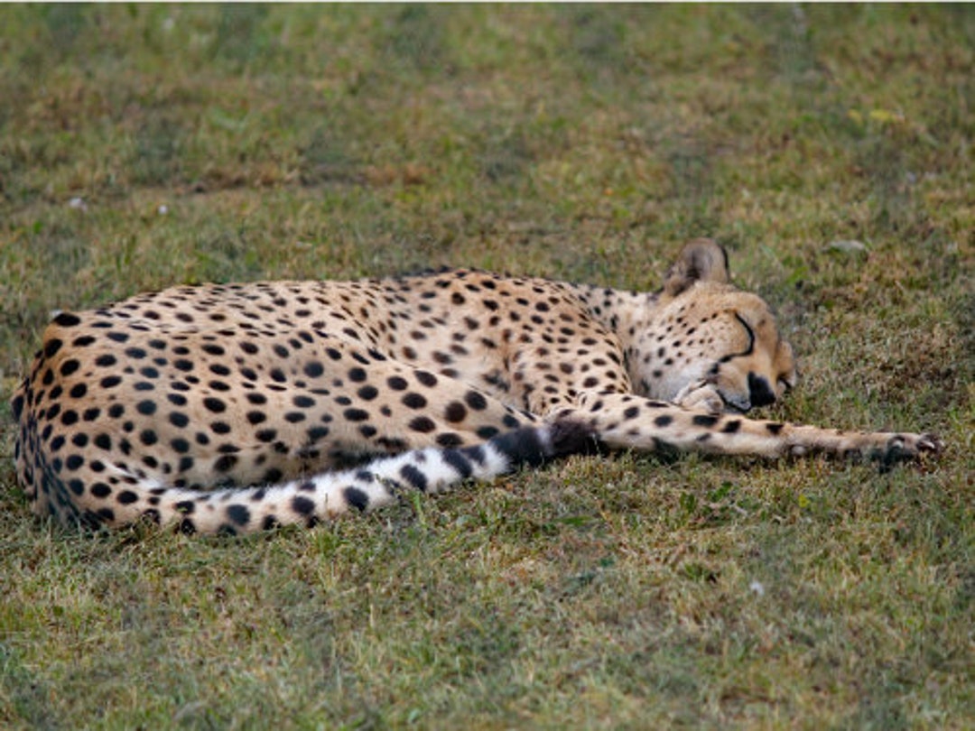 Cheetah Lying Down Sleep Cat Wildlife Vibrant Poster Print Paper OR ...