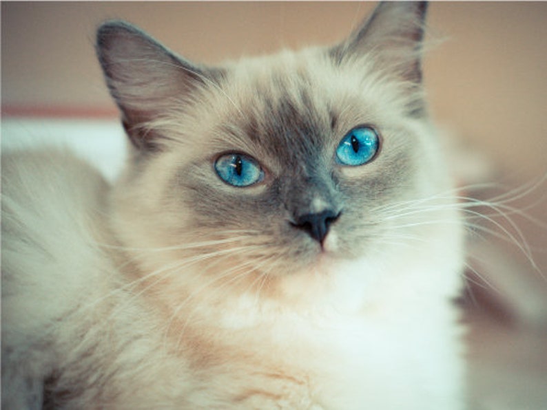 Siamese Cat Fluffy Big Blue Eyes Soft Cute Cat Poster Print | Etsy