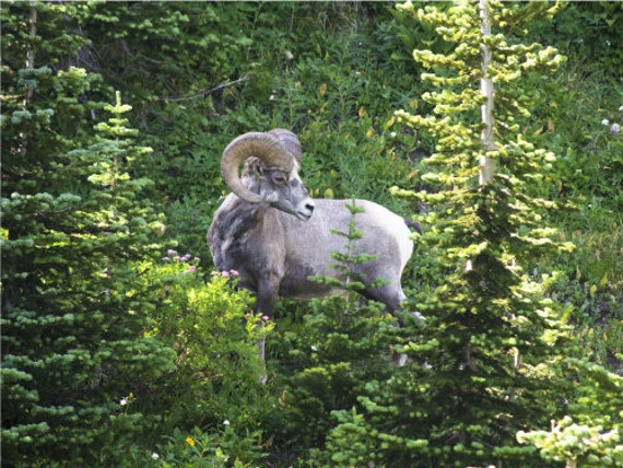 White Fits Rams Horns Proud Strong Ram Poster Print Paper OR | Etsy