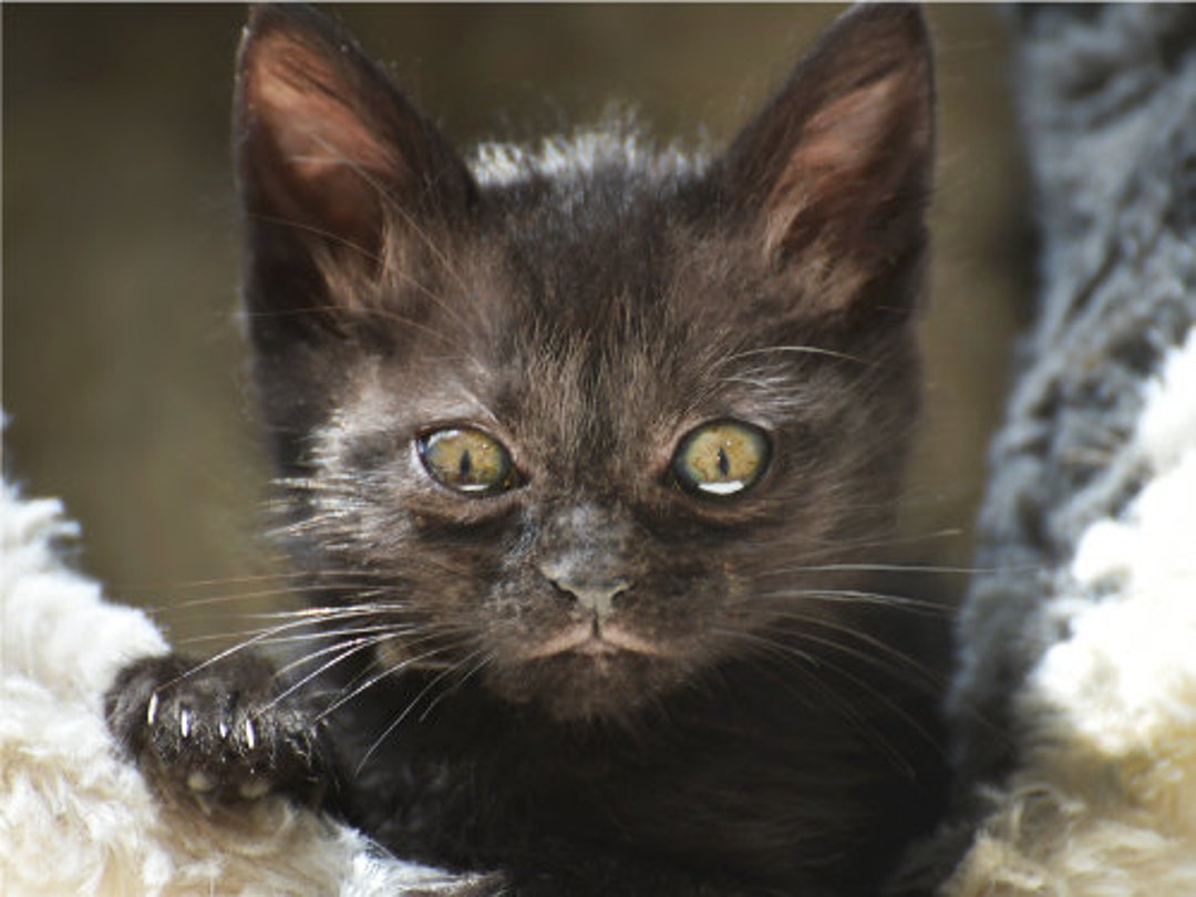 Kitten Black Looks Like a Bat Outside Cute Cat Poster Print - Etsy