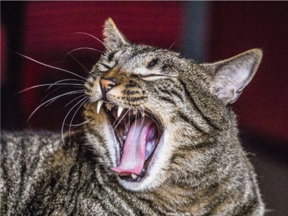 Cat Laughing Hysterically