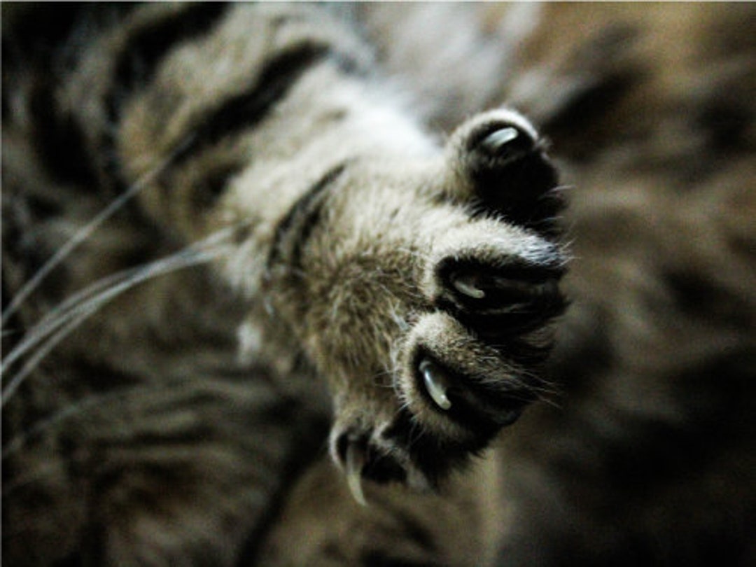 Cat Claws Front Paw Stretching Abstract Cat Poster Print Paper OR Wall ...