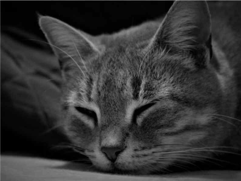 Cat Tired Waking up From Nap Cute Smirk Cat Poster Print Paper - Etsy