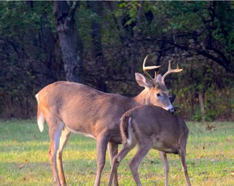 Deer Age Poster - Etsy