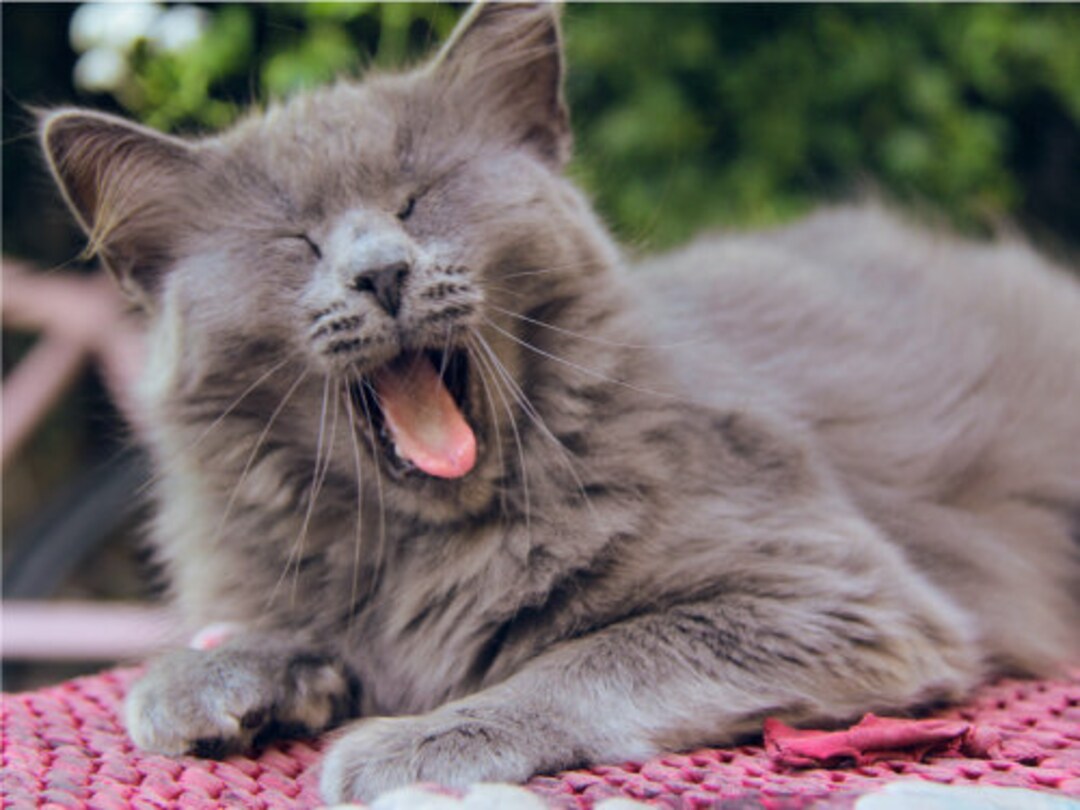 Fuzzy Grey Kitten Yawning Ready for a Nap Cute Cat Poster Print Paper ...
