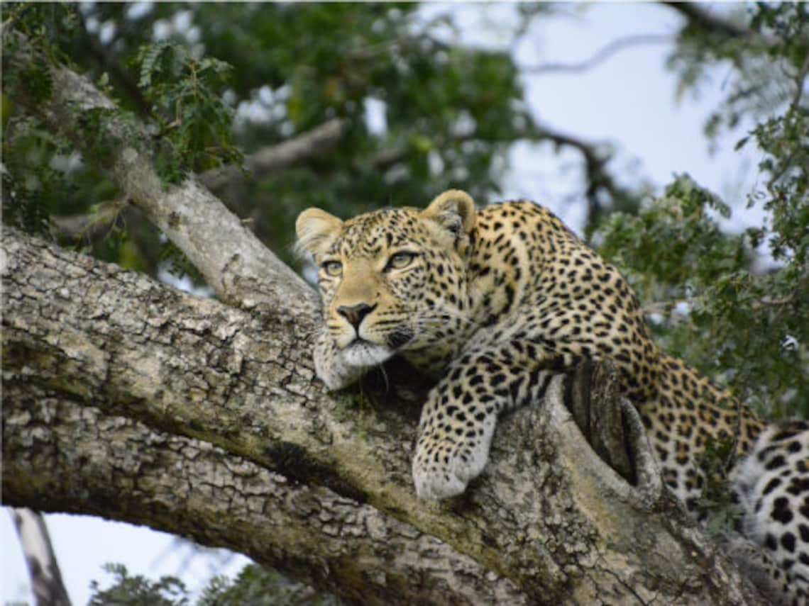 Big Cat Leopard in a Tree on the Hunt Cat Poster Print Paper - Etsy