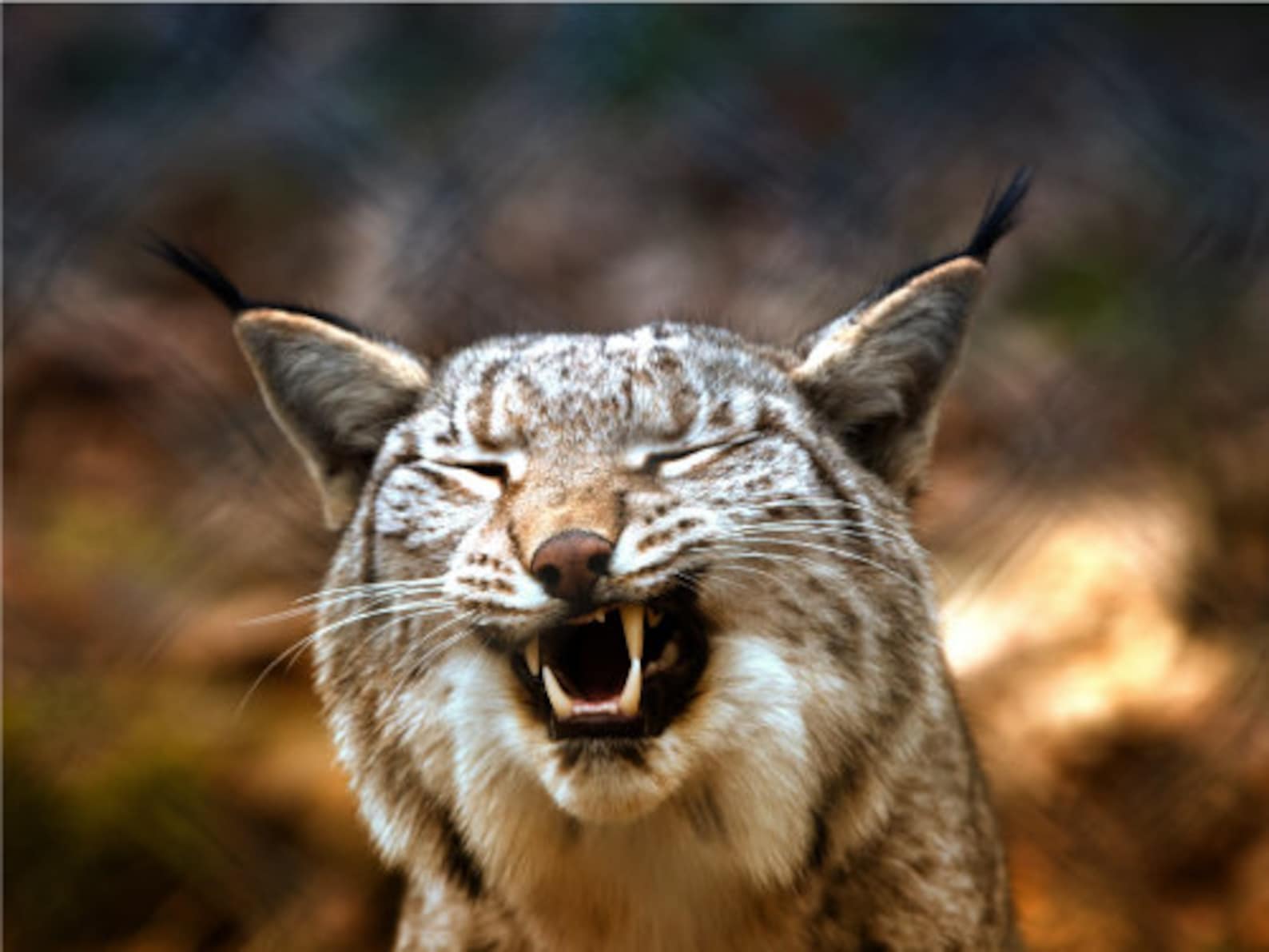 Big Cat Lynx Smiling Laughing Eyes Closed Cute Cat Poster - Etsy