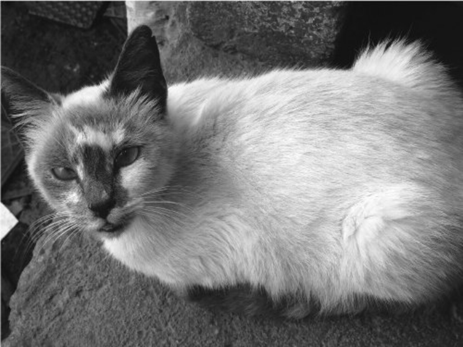 Cat Funny Smirk Small Cat Cool Shot Cat Poster Print Paper OR - Etsy